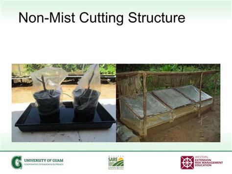 Plant Propagation Cuttings Pptx