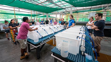 Reef Spawning Research At Aims Aims