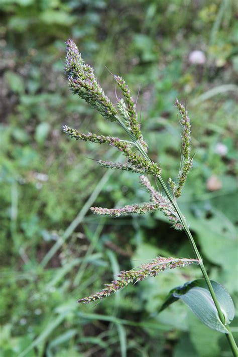 Echinochloa Crus Galli Изображение особи Плантариум