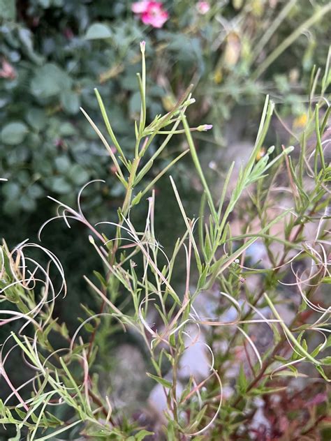Dicots From Green Eyes Way Orangevale Ca Us On July 5 2022 At 08 30
