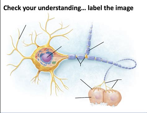 Axon Diagram Quizlet