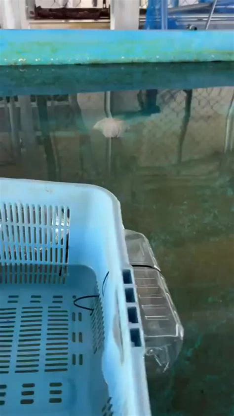 Hand Feeding A Cuttlefish Album On Imgur