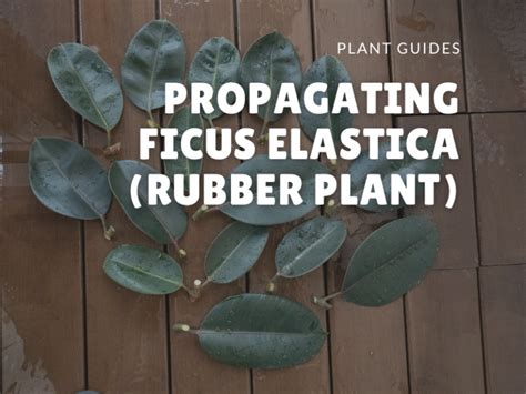 Propagating Ficus Elastica Burgundy Rubber Plant Picky Prickly Plants