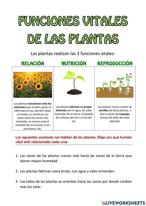 Funciones De Las Plantas Activity Live Worksheets