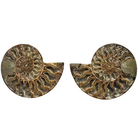 Large Cut And Polished Ammonite Pair British Fossils