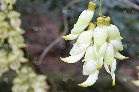 黎豆属birdwoodiana、花