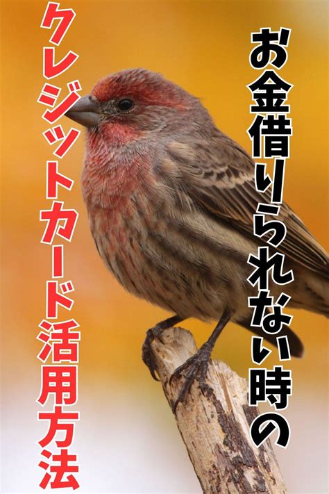 お金借りられない最終手段！信用情報の改善方法から借金整理まで徹底解説 Artofit