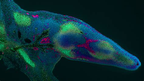 embl barcelona hosts the limb development and regeneration meeting el