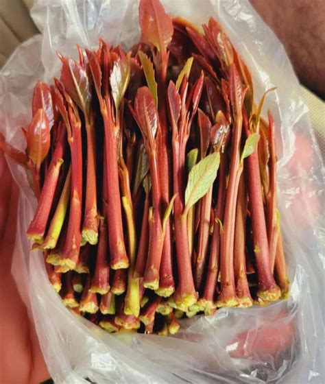 صور قات ارحبي اصفاااااأااااار ملكي