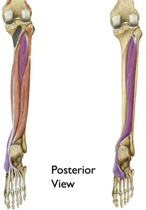 Posterior Compartment 3 Diagram Quizlet