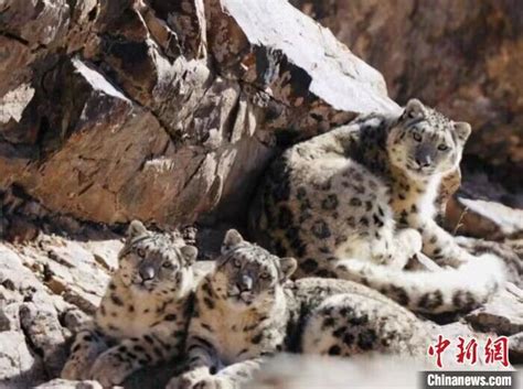 人民日報 Peoples Daily On Twitter 【中國重點保護野生動植物種群持續恢復】5月22日是國際生物多樣性日，今年主題