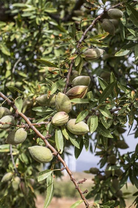 Almond Fruits Stock Image Image Of Farming Illustration 33037893