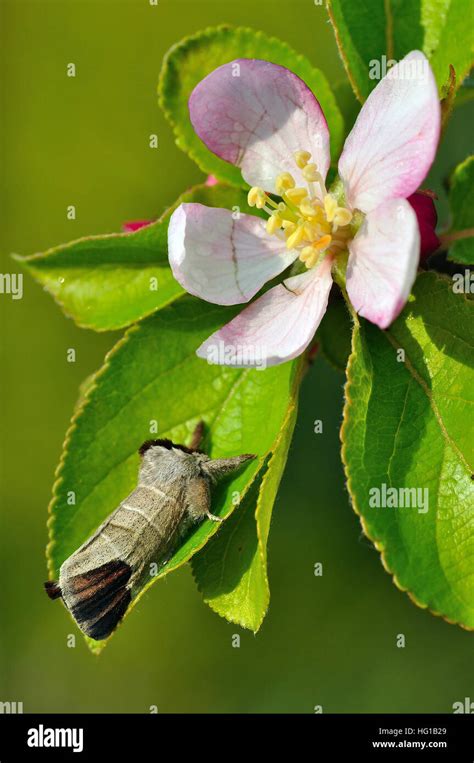 Chocolate Tip Clostera Curtula Moth Resting On A Apple Tree Stock