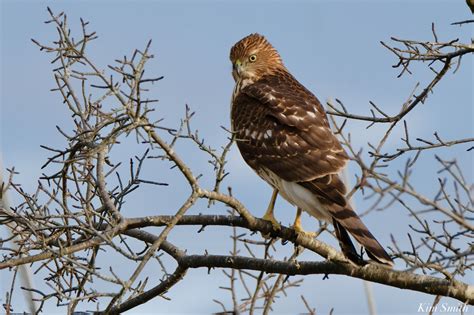 Crows Attacking Hawk Kim Smith Films