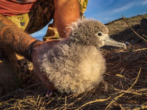 Shearwaters Return To Mokio The Molokai Dispatch