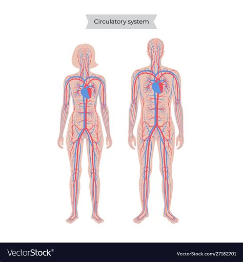 Circulatory System Anatomy Royalty Free Vector Image