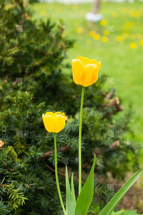城市公园花坛上的橙色郁金香花