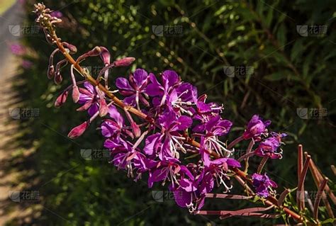 苏格兰，东洛锡安的路边花。素材 花瓣网