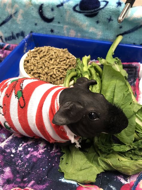 Naked Guinea Pigs Artofit