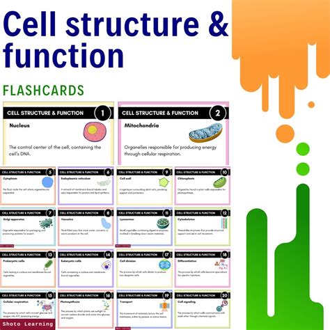 cell biology flashcards master cell structure and functions