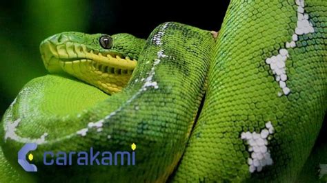 11 Kode Alam Ular Makan Ular Beserta Arti Mimpinya Terbaru