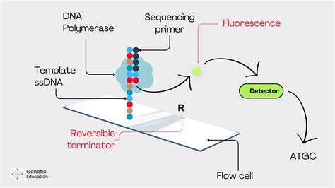 What Is NGS Definition Principle Steps Chemistries Advantages And Limitations Genetic