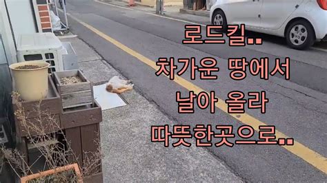 년동안 처음 로드킬 매일 해주는 말 차조심하자 YouTube