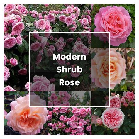 How To Grow Modern Shrub Rose Plant Care And Tips Norwichgardener