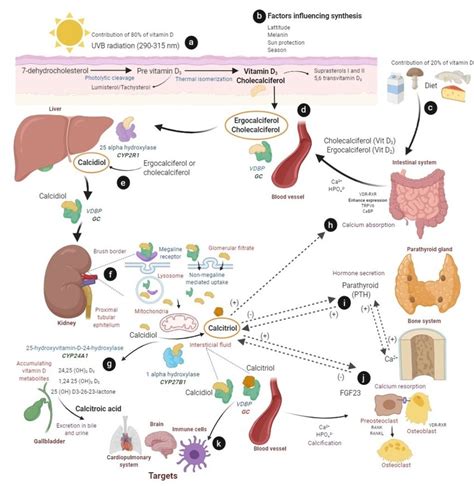 Vitamin D Dosing Levels Form And Route Of 42 Off