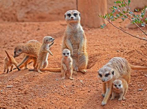 Meerkat Folhas De Animais BIOPARC Valencia
