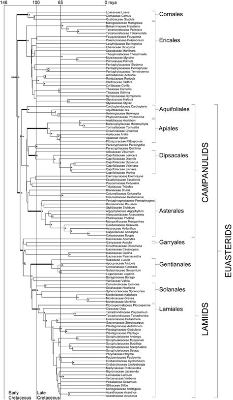 dated phylogenetic tree of asterids obtained from semiparametric rate download scientific