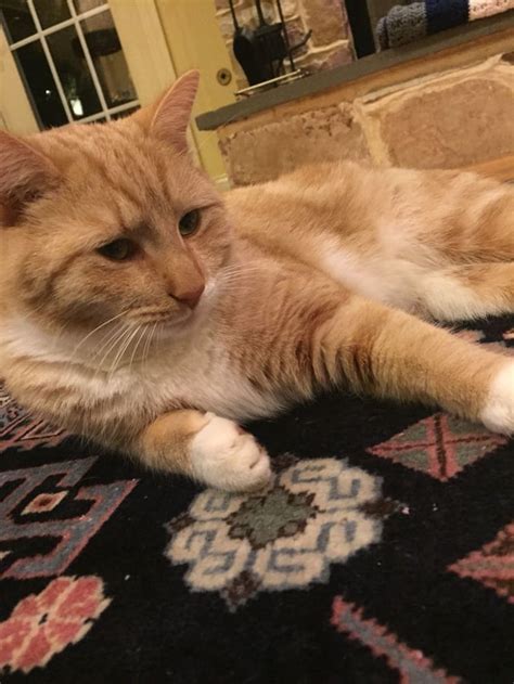 My Friends Cat Nemo Aww