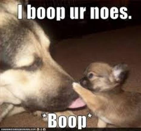 Boop Know Your Meme