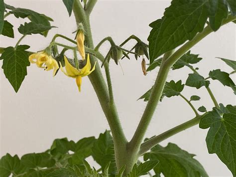 Tomato Pollination Biology Botany And Myths An Evidence Based Review Bite Sized Gardening