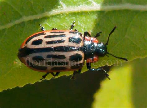 Florida Beetles And Bugs