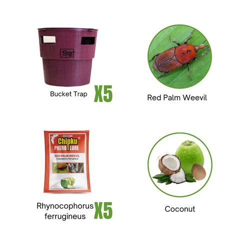 Red Palm Weevil Coconut