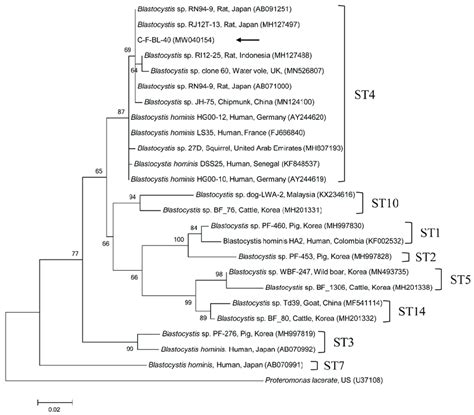 Phylogenetic Tree Of Blastocystis Sp Based On 18s Rrna Gene Sequences