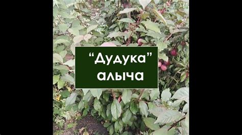 Алыча Дудука - YouTube
