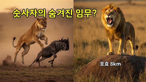 숫사자의 숨겨진 임무와 암사자의 사냥術 Youtube