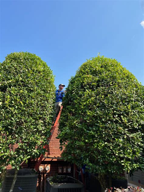 Shrub Trimming Charlotte Nc Indian Trail Bush Pruning