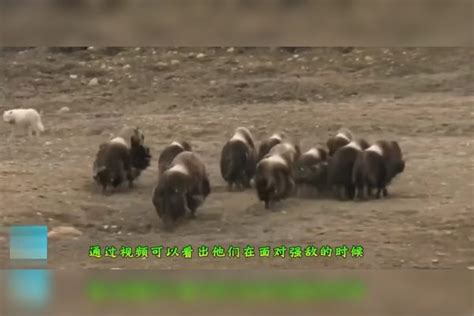 狼群想要抓住小麝牛 没想到牛群防护太严密 狼进攻时都蒙圈了防护时都蒙麝牛