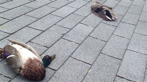 Lightning Storm Leaves Dead Ducks In Its Wake Cbc News