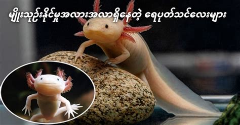 မျိုးသုဉ်းနိုင်မှုအလားအလာရှိနေတဲ့ ရေပုတ်သင်လေးများ Myanmarload