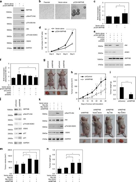 Inpp4b Promotes Proliferation And Anchorage Independent Growth Of