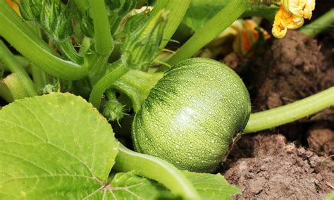 जानें स्क्वैश छप्पन कद्दू का पौधा घर पर कैसे उगाएं How To Grow