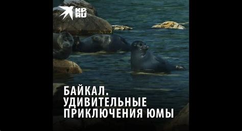 Байкал Удивительные приключения Юмы Смотреть онлайн в поиске Яндекса по Видео