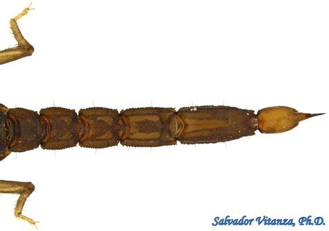 Class Arachnida Scorpiones Vaejovidae Vaejovis Cashi Female G Urban