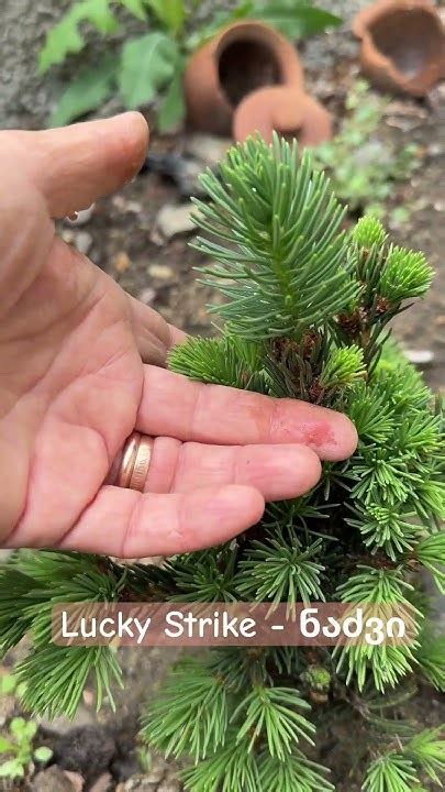 Lucky Strike Spruce ნაძვი ლაკი სტრაიკი პირველი წელი ჩვენს ბაღში და პირველი ნაზარდები Youtube