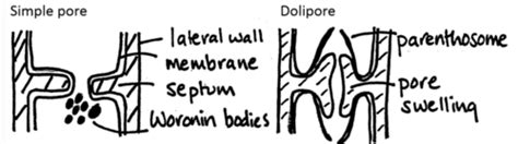 Physiology Of Fungal Growth Flashcards Quizlet
