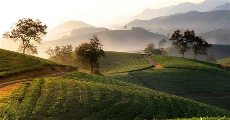 组图：越南旅游：来富寿省龙谷茶山看日出 Vietnam Vietnamplus